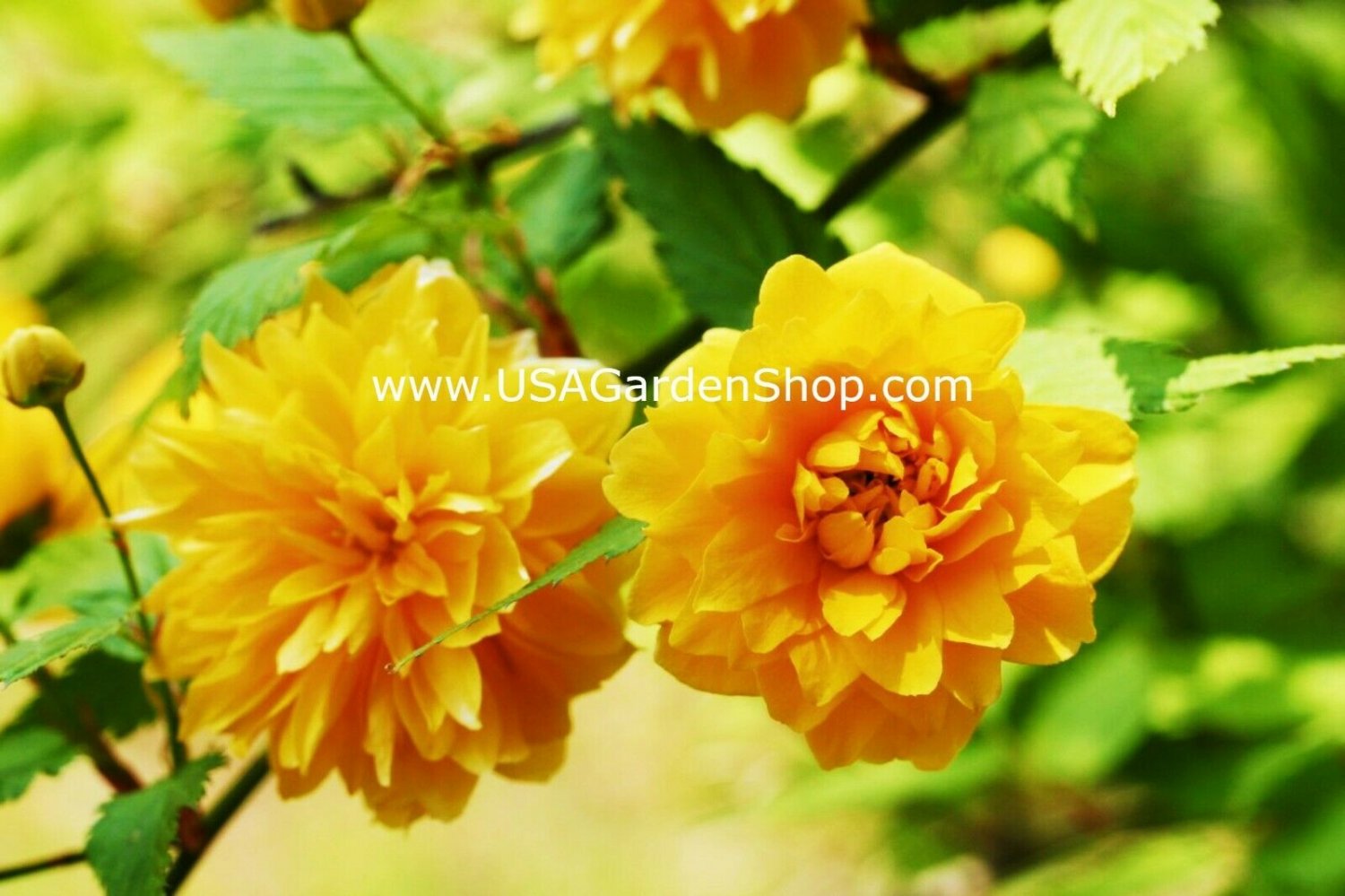 Kerria Double Flowering Japanese Rose Kerria japonica Jew's Mantle 10 ...