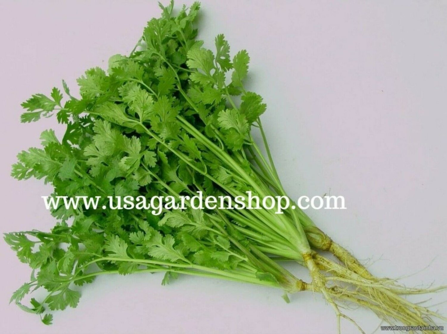 Fresh Cilantro Coriander Seeds NON-GMO USA Best Seed 1 TSP many seeds ...