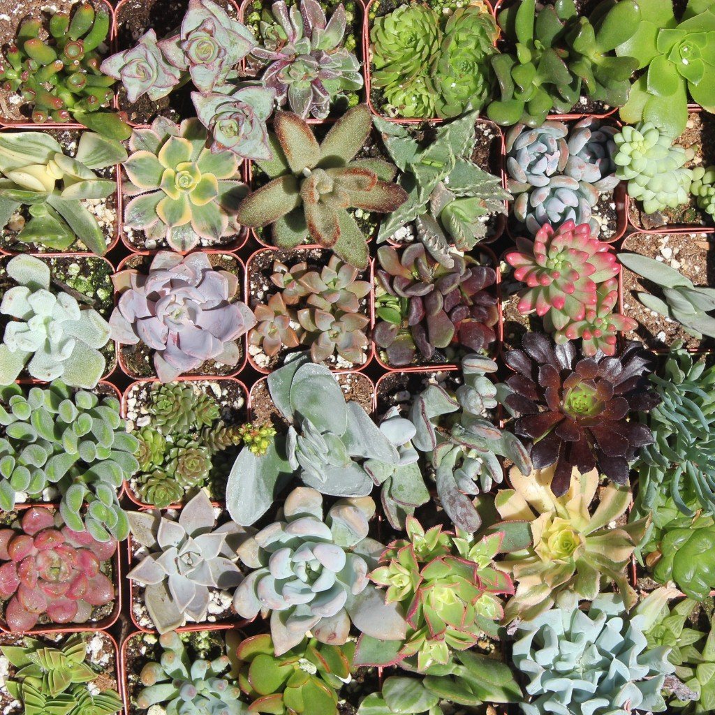 36 (Thirty Six) Succulent Collection Beautiful succulents plants