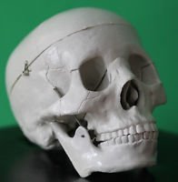 Bucky Skeleton Skull Halloween Prop *Life-Size Human*