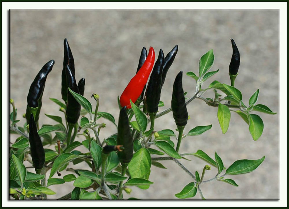 (50 ) Hot Black Cobra Peppers,Chili seeds .Rare seeds