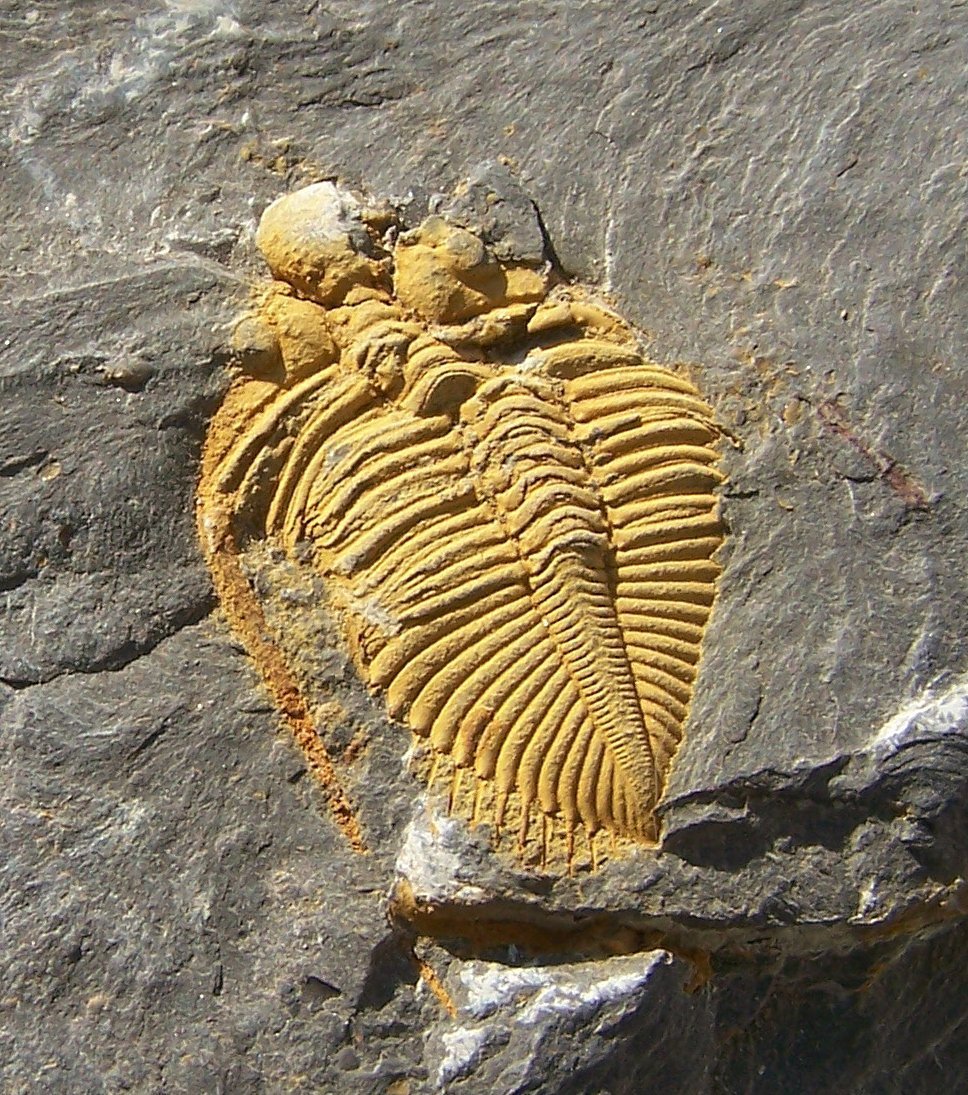 Coronocephalus Trilobite Molt and Cephalopods, Silurian, China