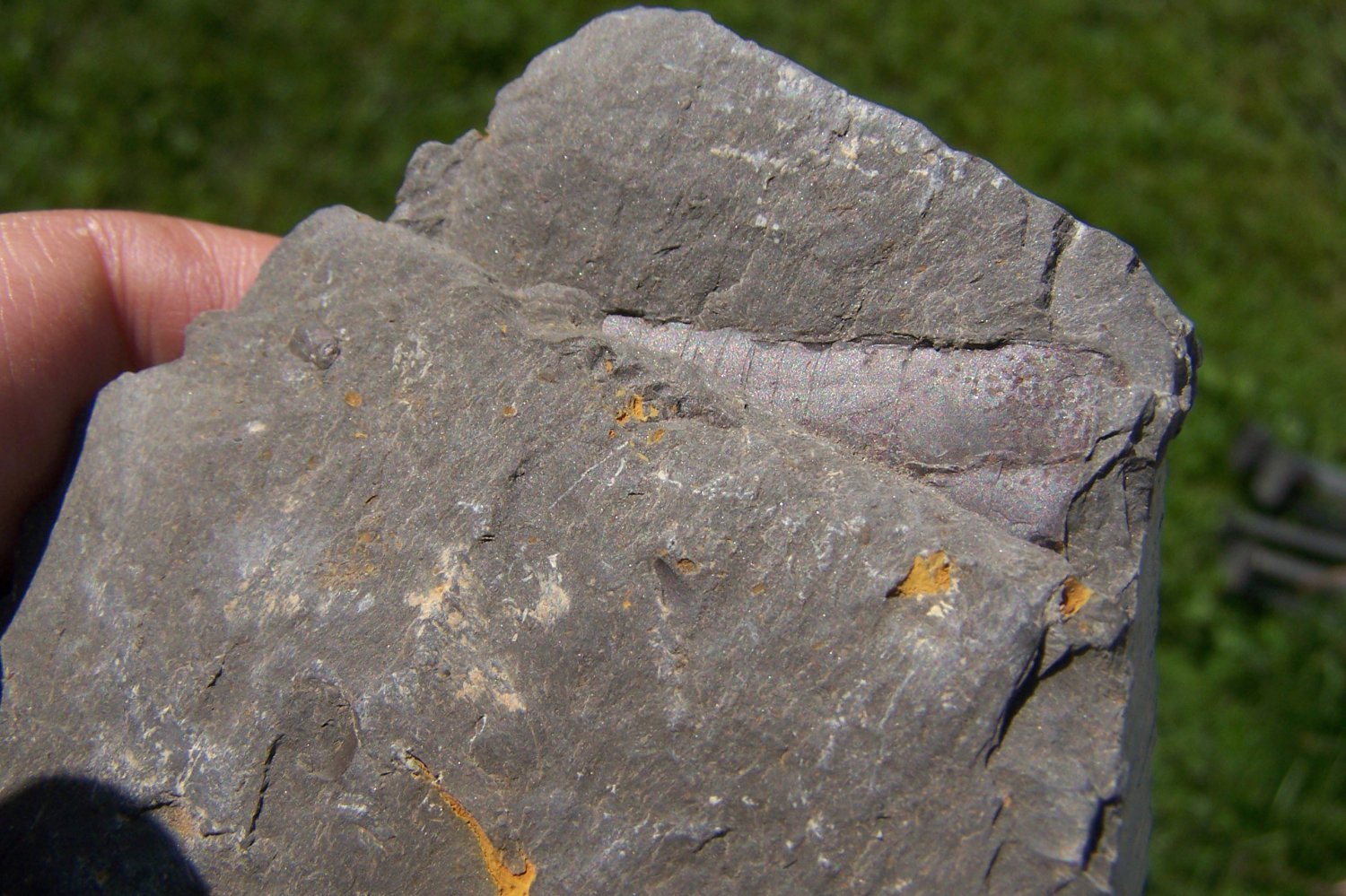 Coronocephalus Trilobite Molt and Cephalopods, Silurian, China