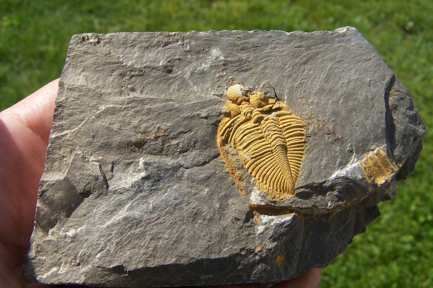 Coronocephalus Trilobite Molt and Cephalopods, Silurian, China