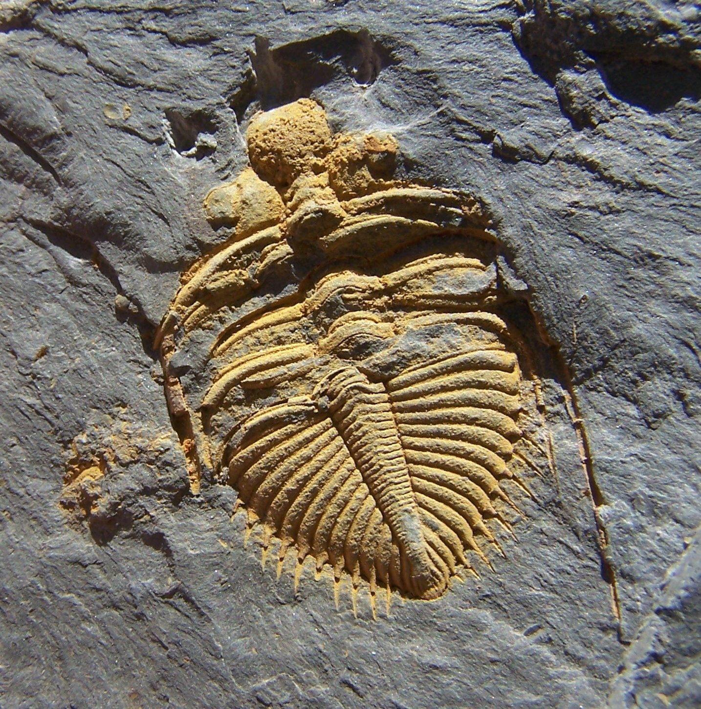 Coronocephalus jastrowi, Silurian Trilobite Molt, China