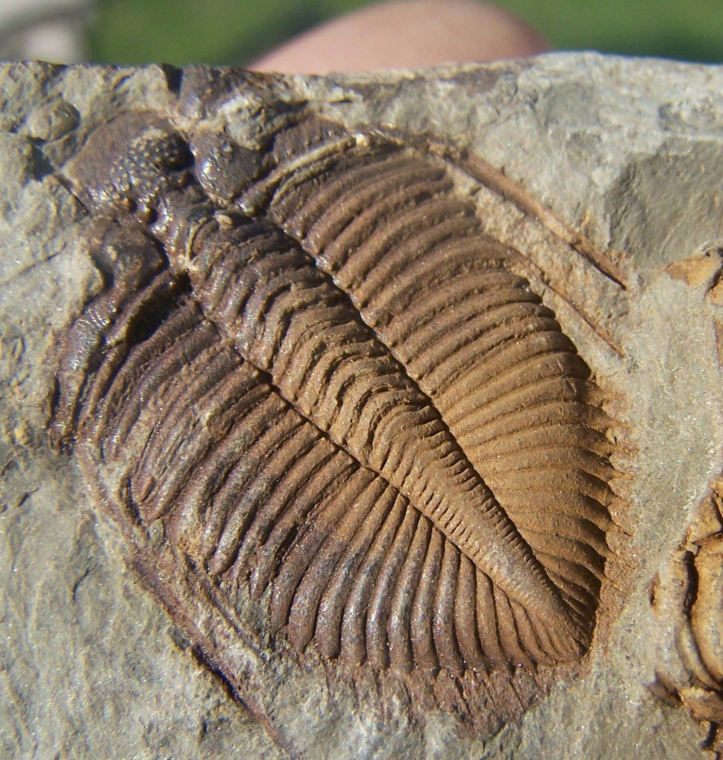 Coronocephalus jastrowi, Nice! Silurian Trilobite Molt, China
