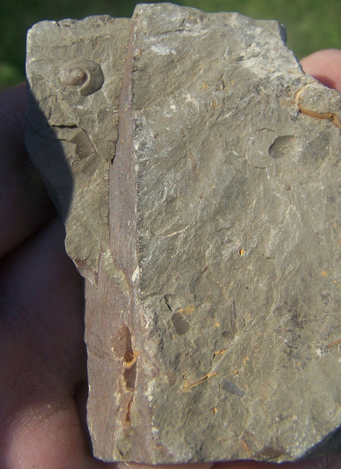 Coronocephalus jastrowi, Nice! Silurian Trilobite Molt, China