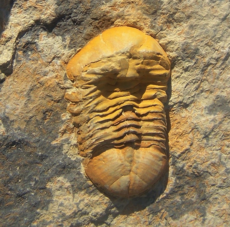 Ductina & Cephalopods, Devonian Trilobite Molt, China #002