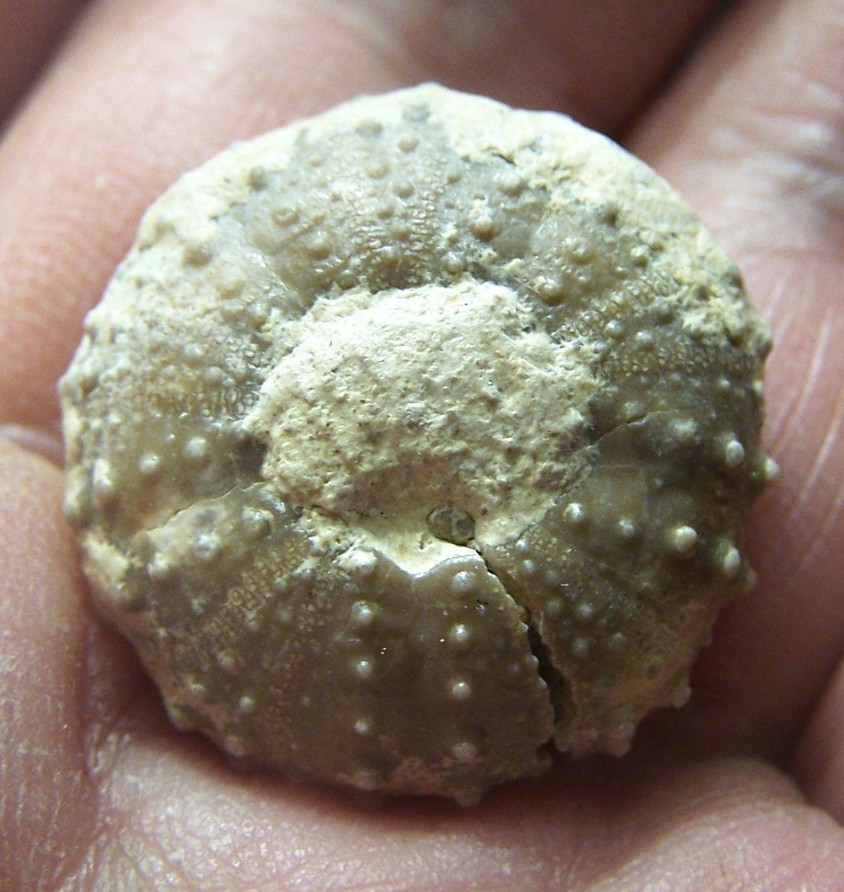 Phymosoma texanum, Cretaceous Sea Urchin, Texas