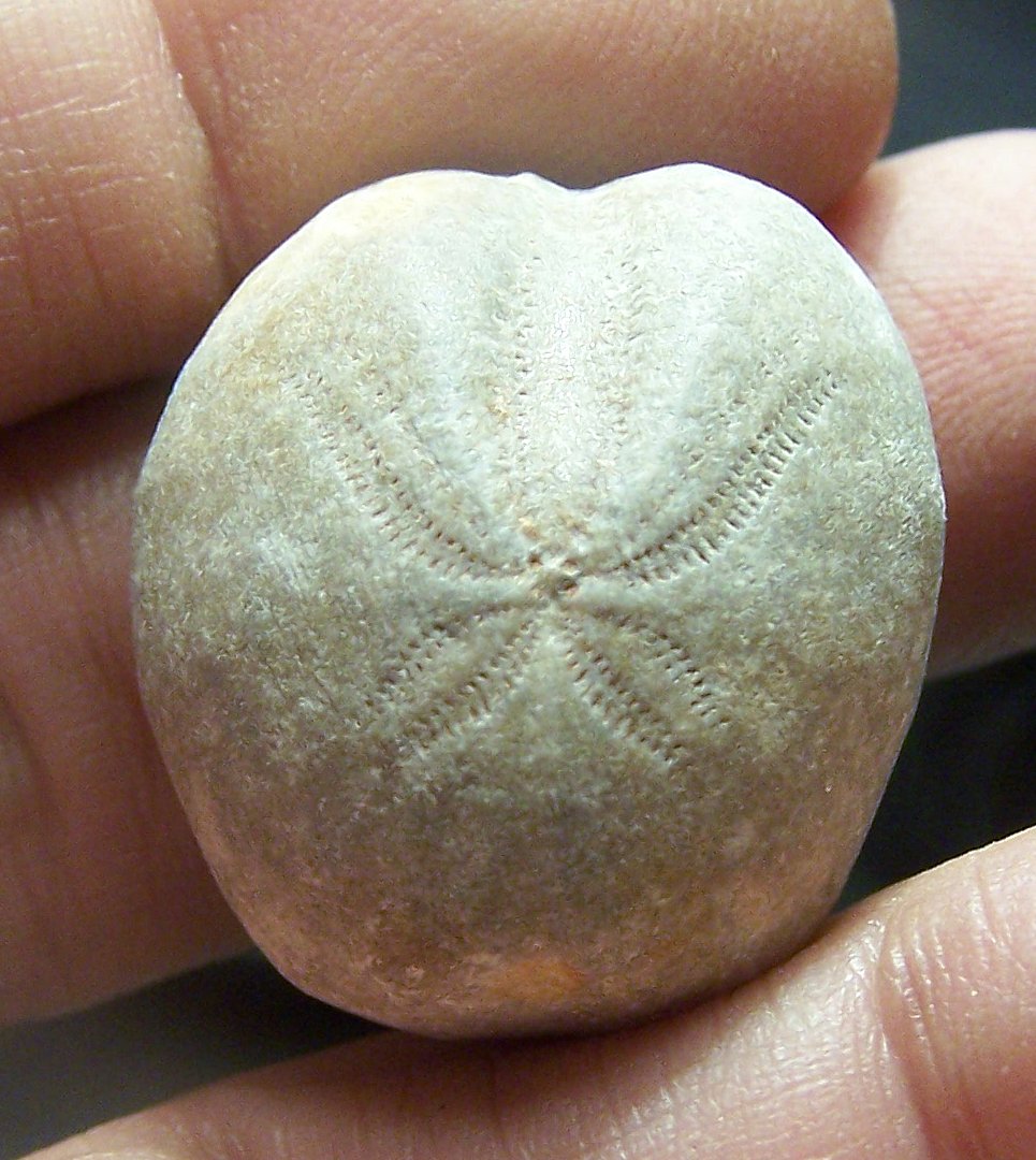 Heteraster texanus, Cretaceous Sea Urchin, Texas