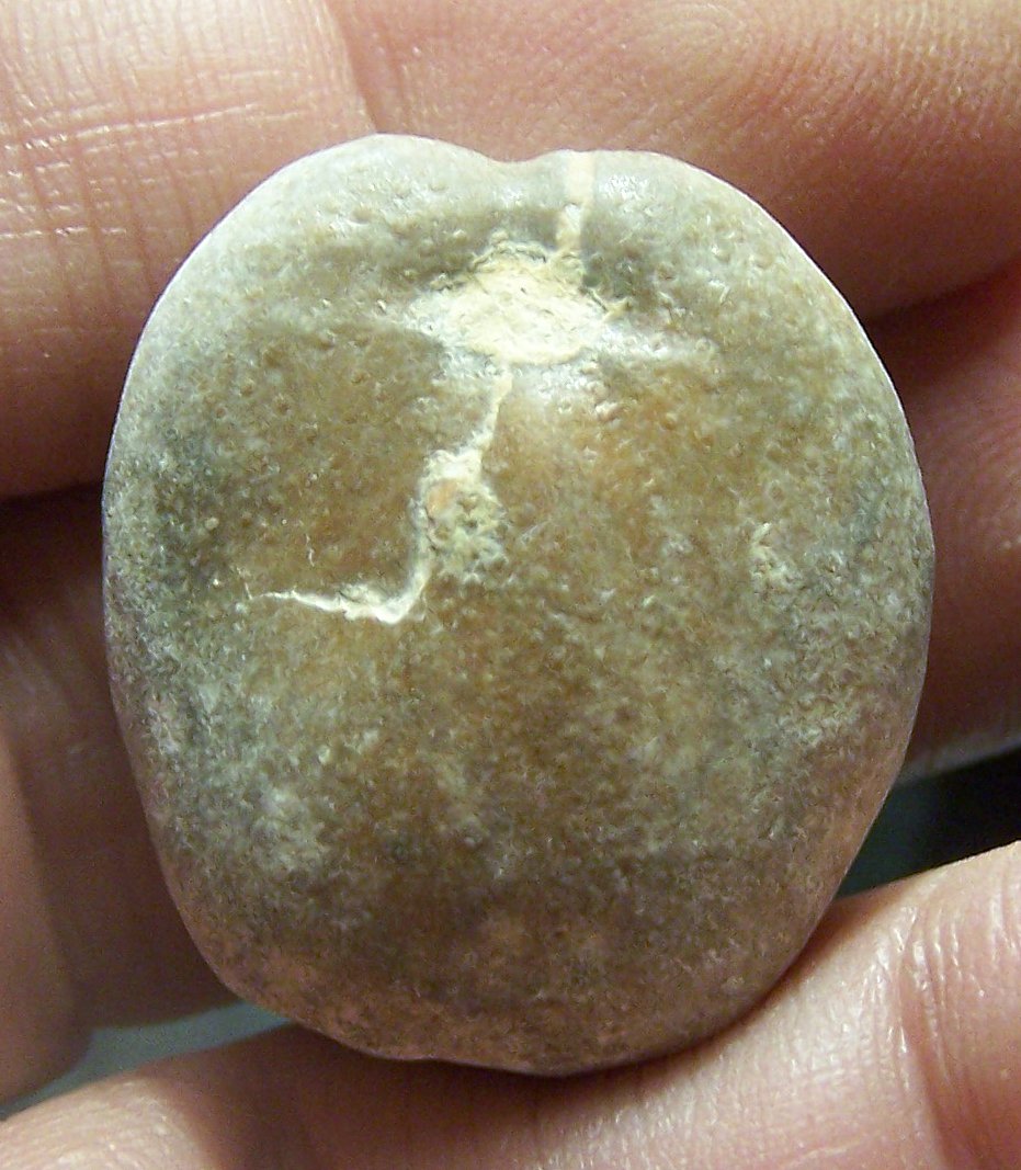 Heteraster texanus, Cretaceous Sea Urchin, Texas