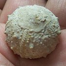 Heteraster texanus, Cretaceous Sea Urchin, Texas