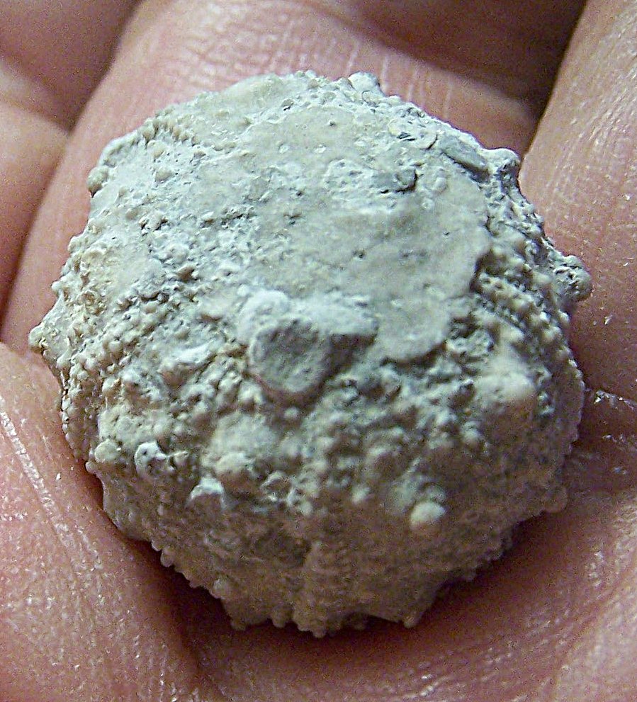 Scarce Salenia texana, Cretaceous Sea Urchin, Texas