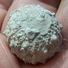 Heteraster texanus, Cretaceous Sea Urchin, Texas