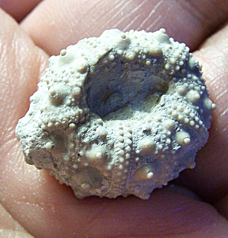 Scarce Salenia texana, Cretaceous Sea Urchin, Texas