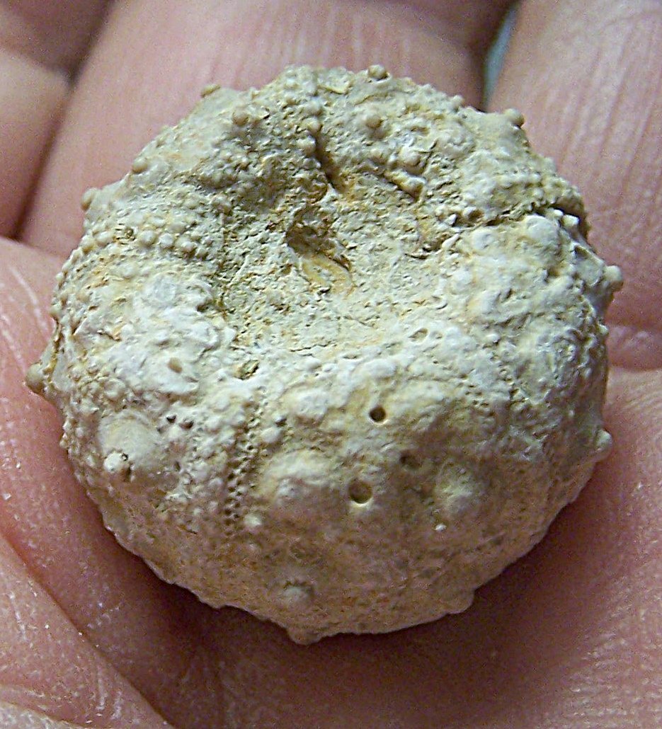 Scarce Salenia texana, Cretaceous Sea Urchin, Texas