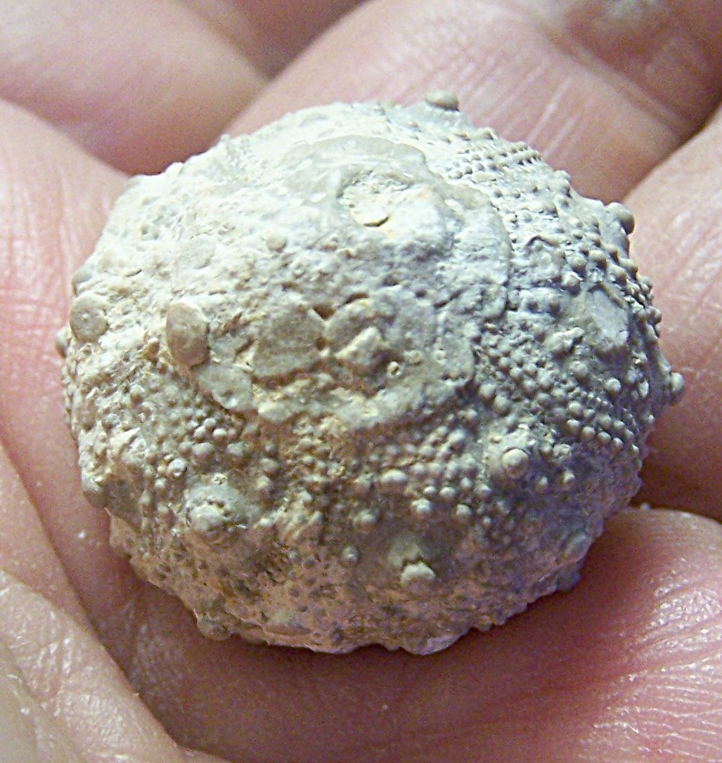 Scarce Salenia texana, Cretaceous Sea Urchin, Texas