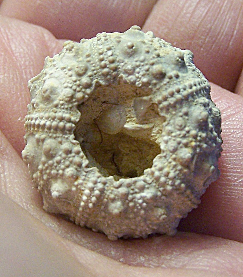 Scarce Salenia texana, Cretaceous Sea Urchin, Texas