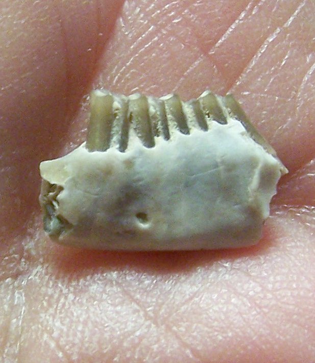 Palaeolagus sp., Rabbit Jaw Section, Oligocene, Nebraska