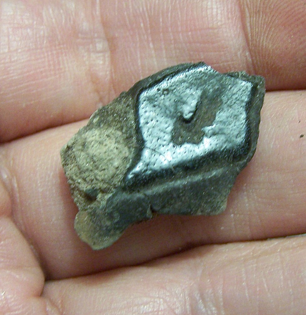 Atractosteus Alligator Gar Scale on Matrix, Miocene, Florida