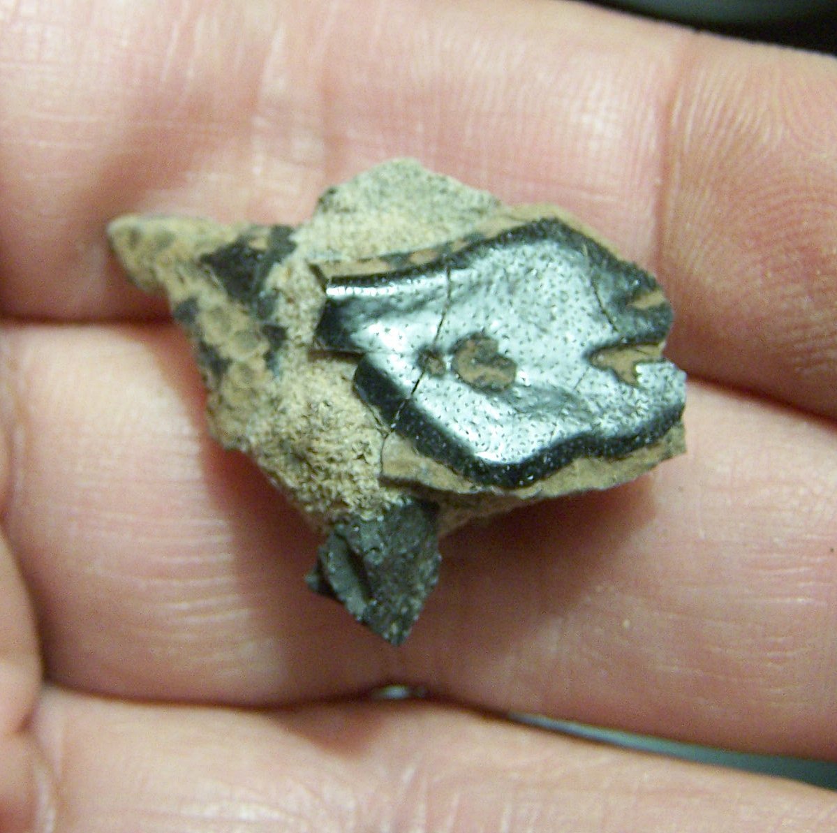 Atractosteus Alligator Gar Scale on Matrix, Miocene, Florida