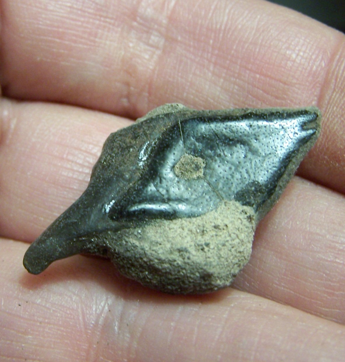 Atractosteus Alligator Gar Scale on Matrix, Miocene, Florida