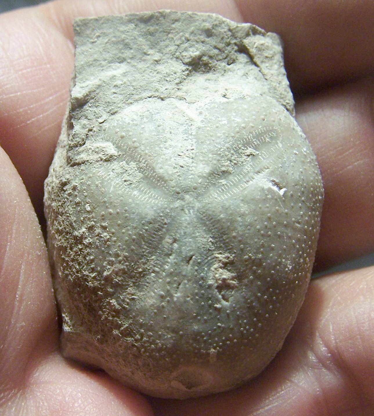 Hemiaster whitei, Cretaceous Sea Urchin, Texas