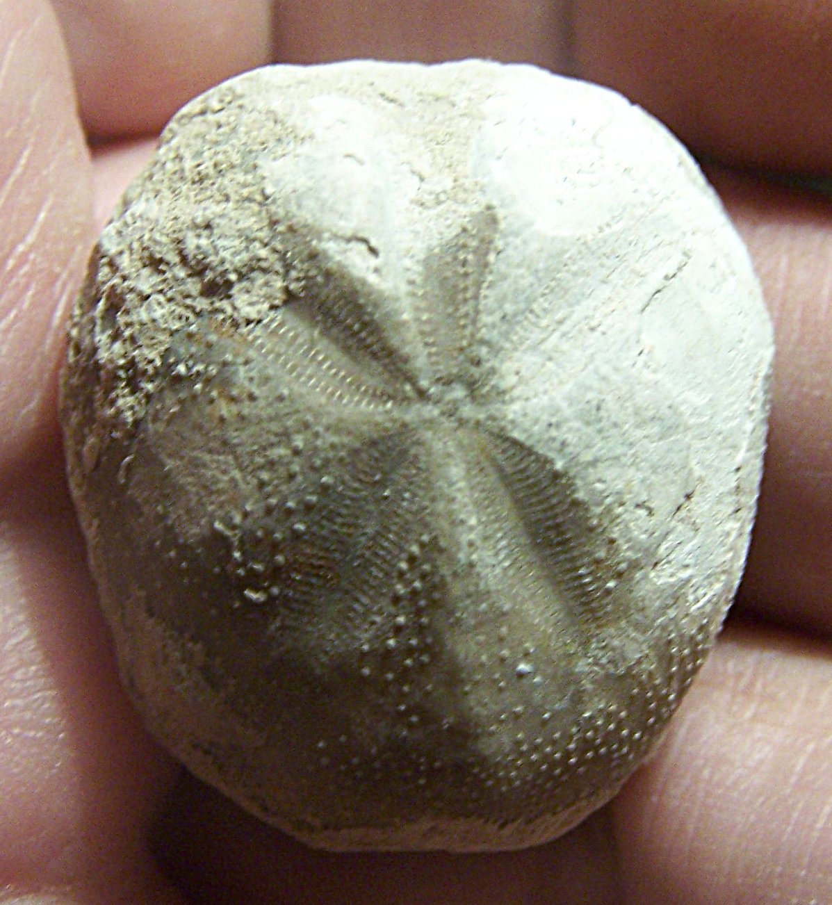 Hemiaster whitei, Cretaceous Sea Urchin, Texas
