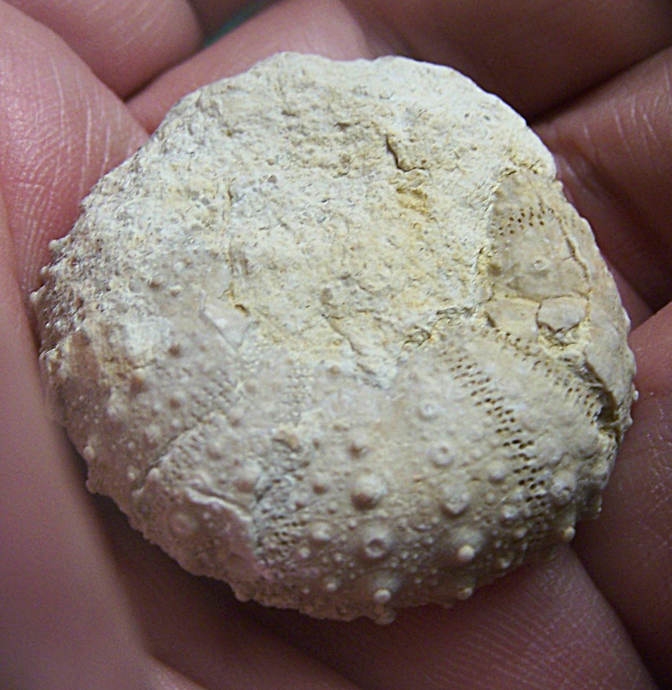 Phymosoma texanum, Cretaceous Sea Urchin, Texas