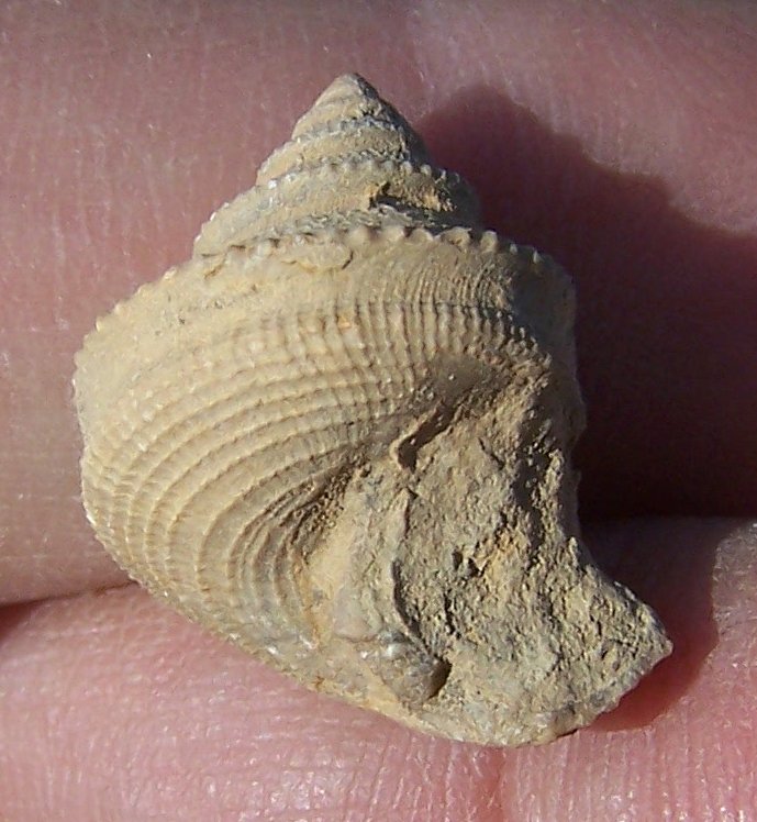Worthenia tabulata, Gastropod, Pennsylvanian, Texas