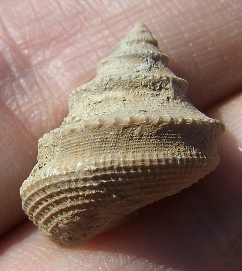 Worthenia tabulata, Gastropod, Pennsylvanian, Texas