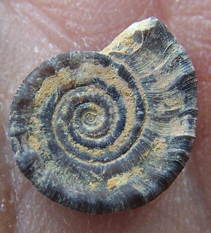 Straparollus (Amphiscapha) cf. catilloides, Gastropod, Pennsylvanian, Texas