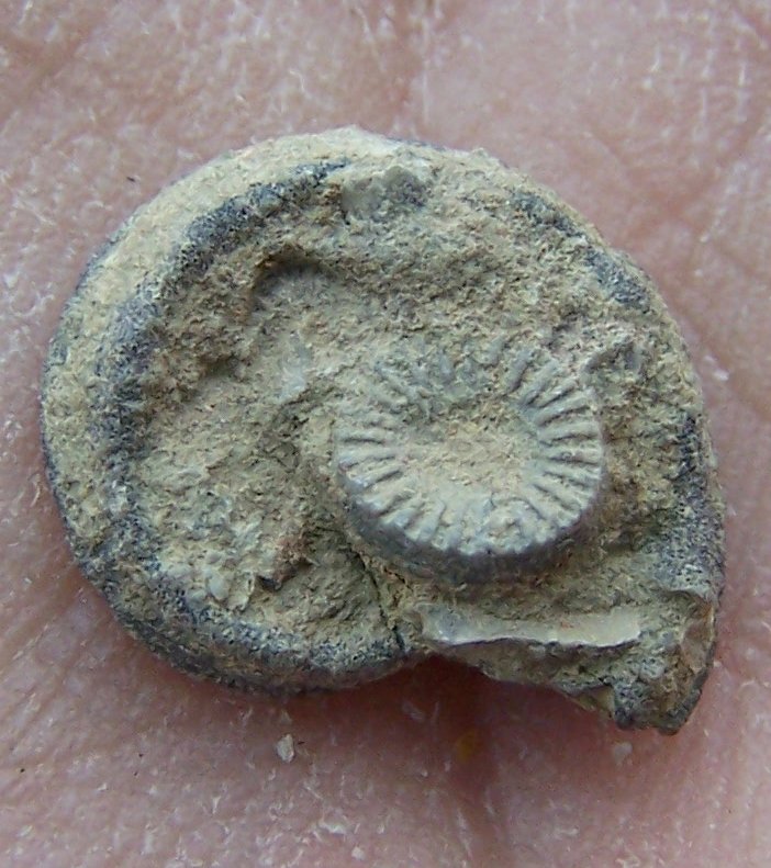 Straparollus (Amphiscapha) cf. catilloides, Gastropod, Pennsylvanian, Texas