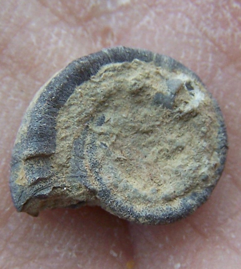 Straparollus (Amphiscapha) cf. catilloides, Gastropod, Pennsylvanian, Texas