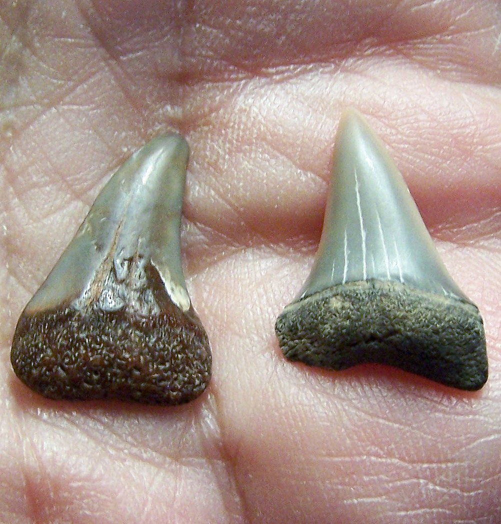 Isurus hastalis Shark Teeth (2), Miocene, Maryland