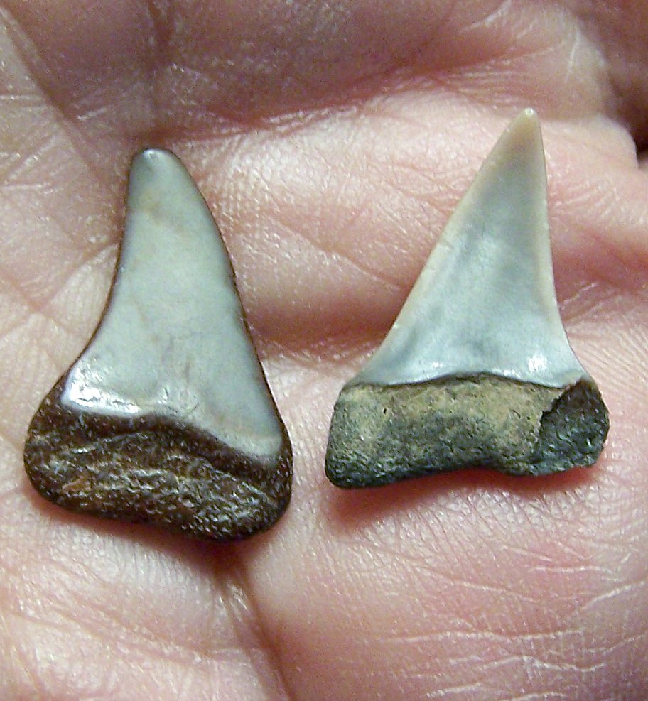 Isurus hastalis Shark Teeth (2), Miocene, Maryland