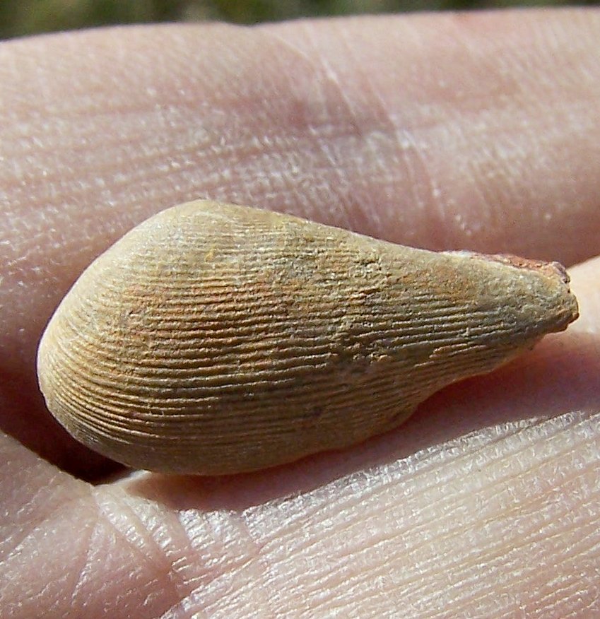 Phestia bellistriata, Pelecypod, Pennsylvanian, Texas