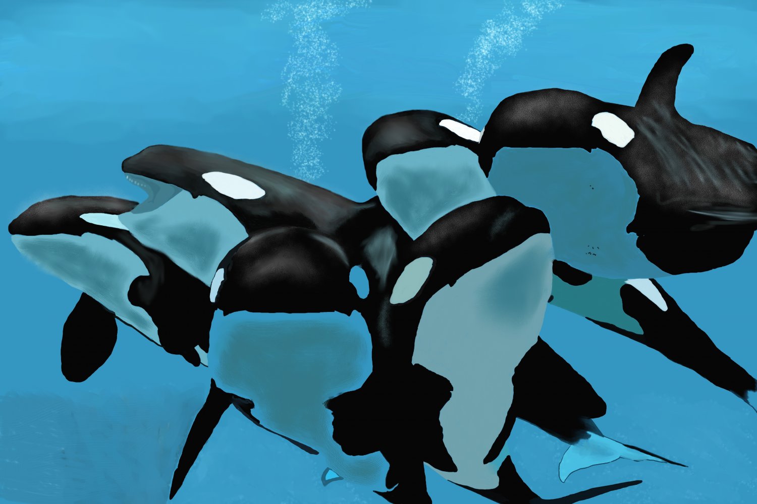 Six Orcas Saying Hello