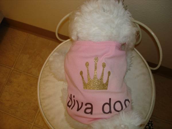 DIVA DOG