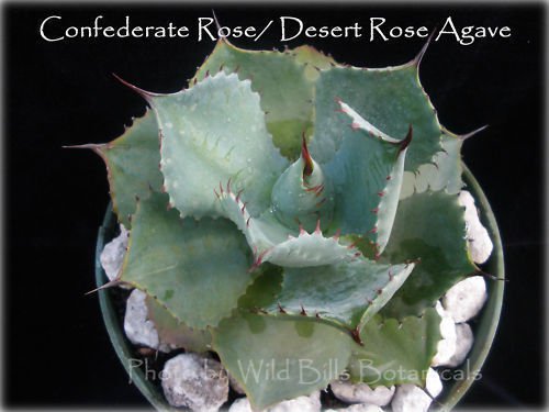 Agave hybrid Confederate Rose/Desert Rose Agave