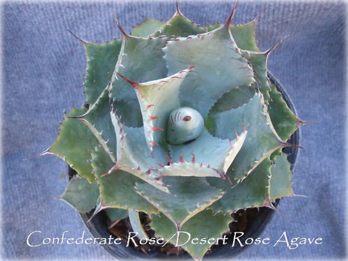 Agave hybrid Confederate Rose/Desert Rose Agave