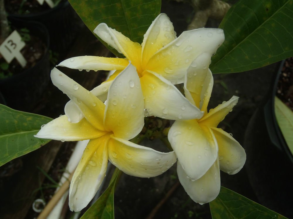 SALE *Heidi Gold* Rare and Exotic Plumeria Frangipani cutting