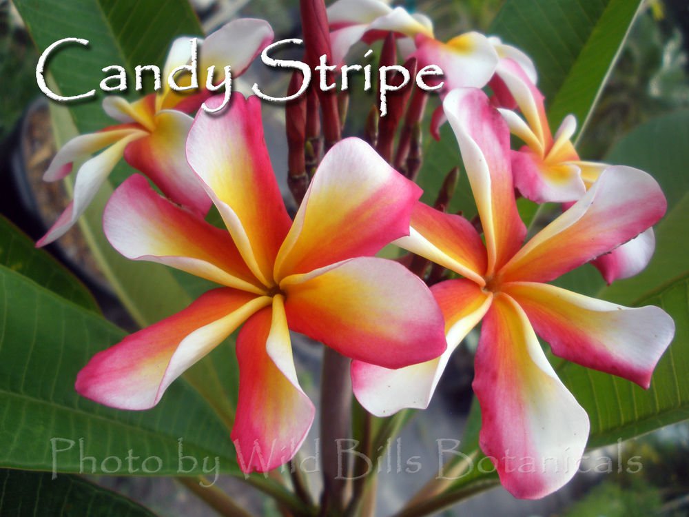SALE (save $3) Rare & Exotic ~ Candy Stripe~ Plumeria Frangipani cutting