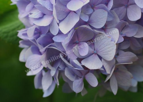 Macro Lavender Hydrangea Digital Printable Flower Photo 5x7