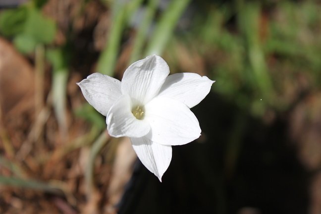 Hill Country Rain Lily (Cooperia pedunculata) fragrant