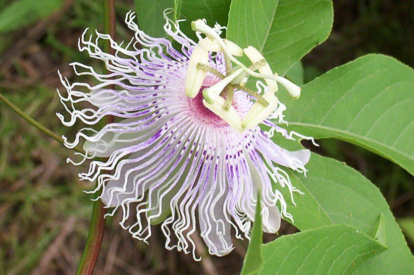 Passiflora incarnata 50 seeds, maypop, purple passionflower, true ...