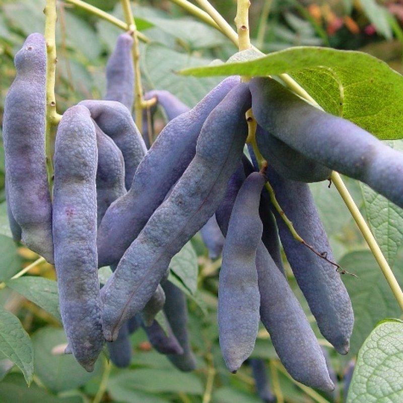 5+ Decaisnea Fargesii ( Blue Sausage Fruit ) seeds