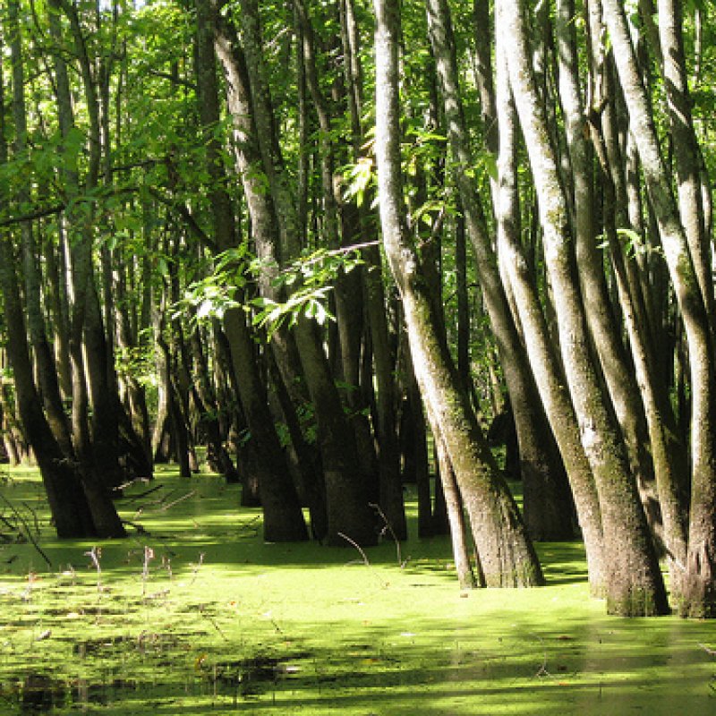 3 Nyssa Aquatica ( Swamp Tupelo ) seeds