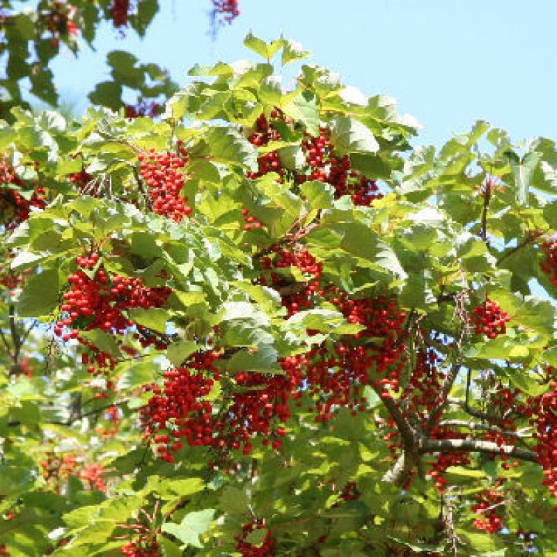 100+ Idesia Polycarpa ( Chinese Wonder Tree ) seeds