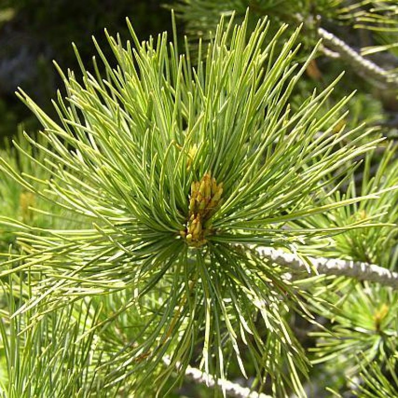 10+ Pinus Cembra ( Russian Cedar ) seeds